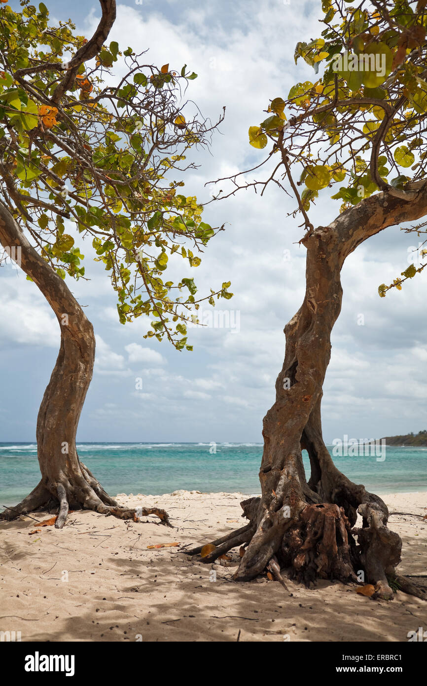 Caribbean seaside landscape with trees on a beach Stock Photo - Alamy