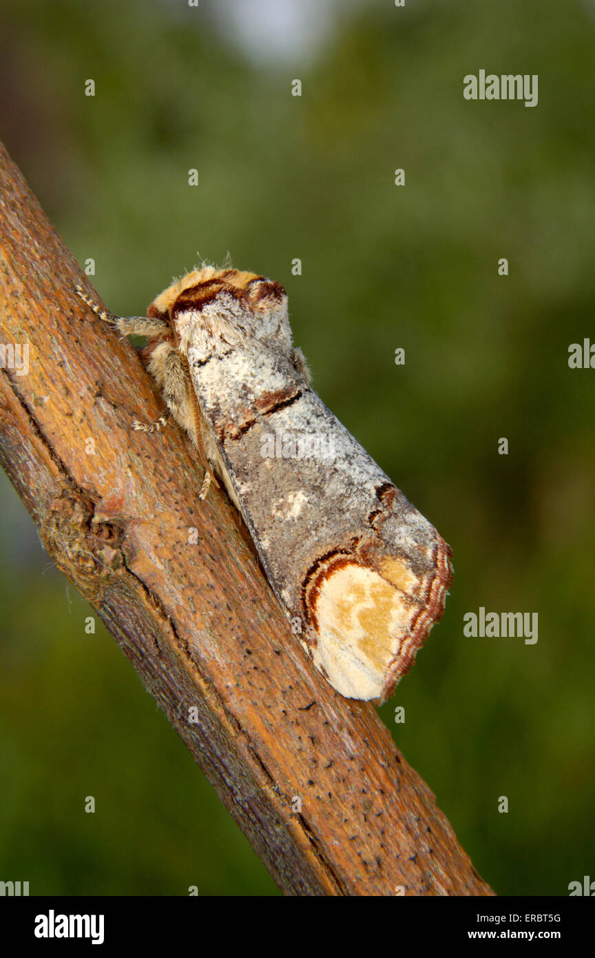 Phalera hi-res stock photography and images - Alamy