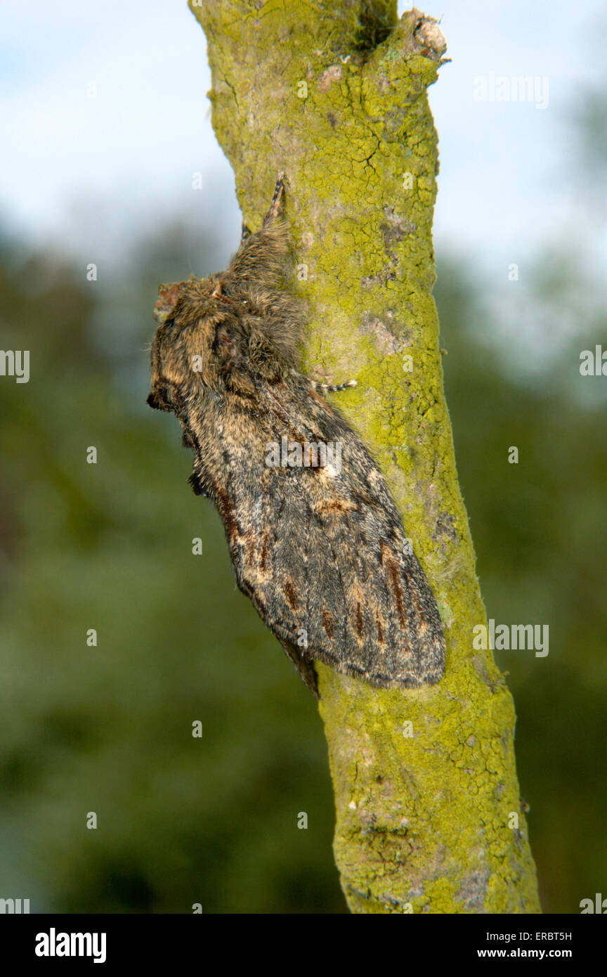 Prominent moths hi-res stock photography and images - Alamy