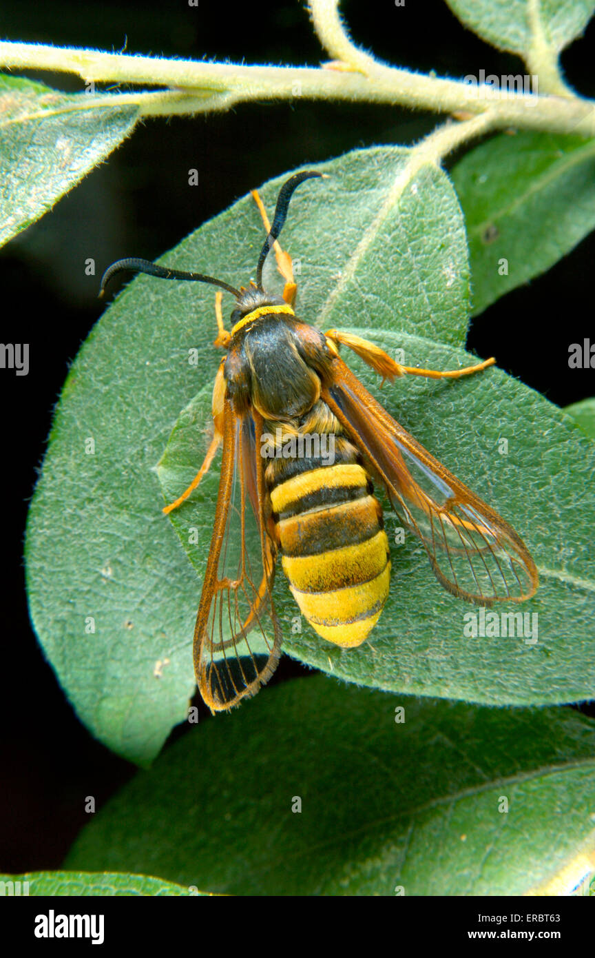 Lunar Hornet Moth - Sesia bembeciformis Stock Photo - Alamy