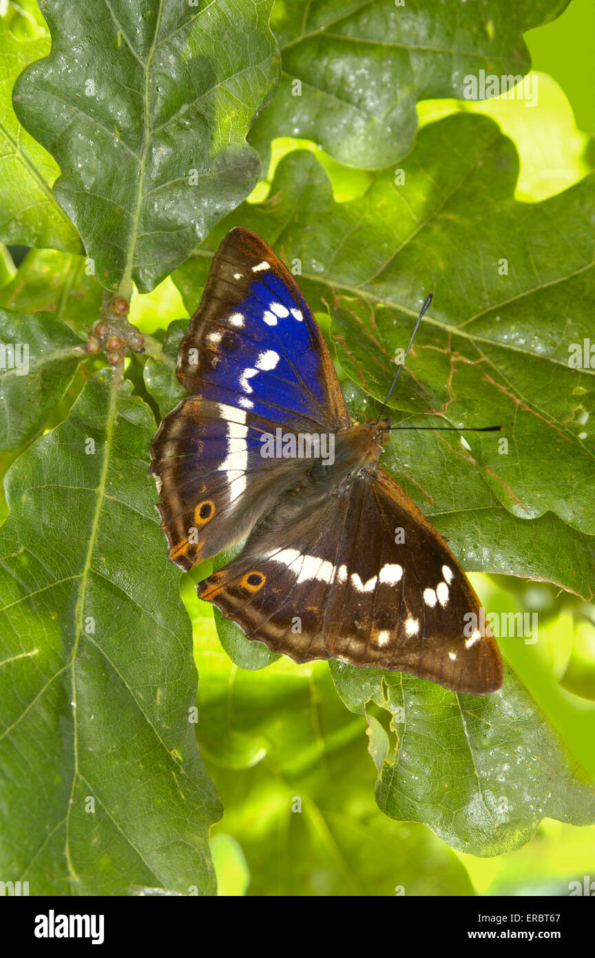 Purple emperor butterfly oak hi-res stock photography and images - Alamy