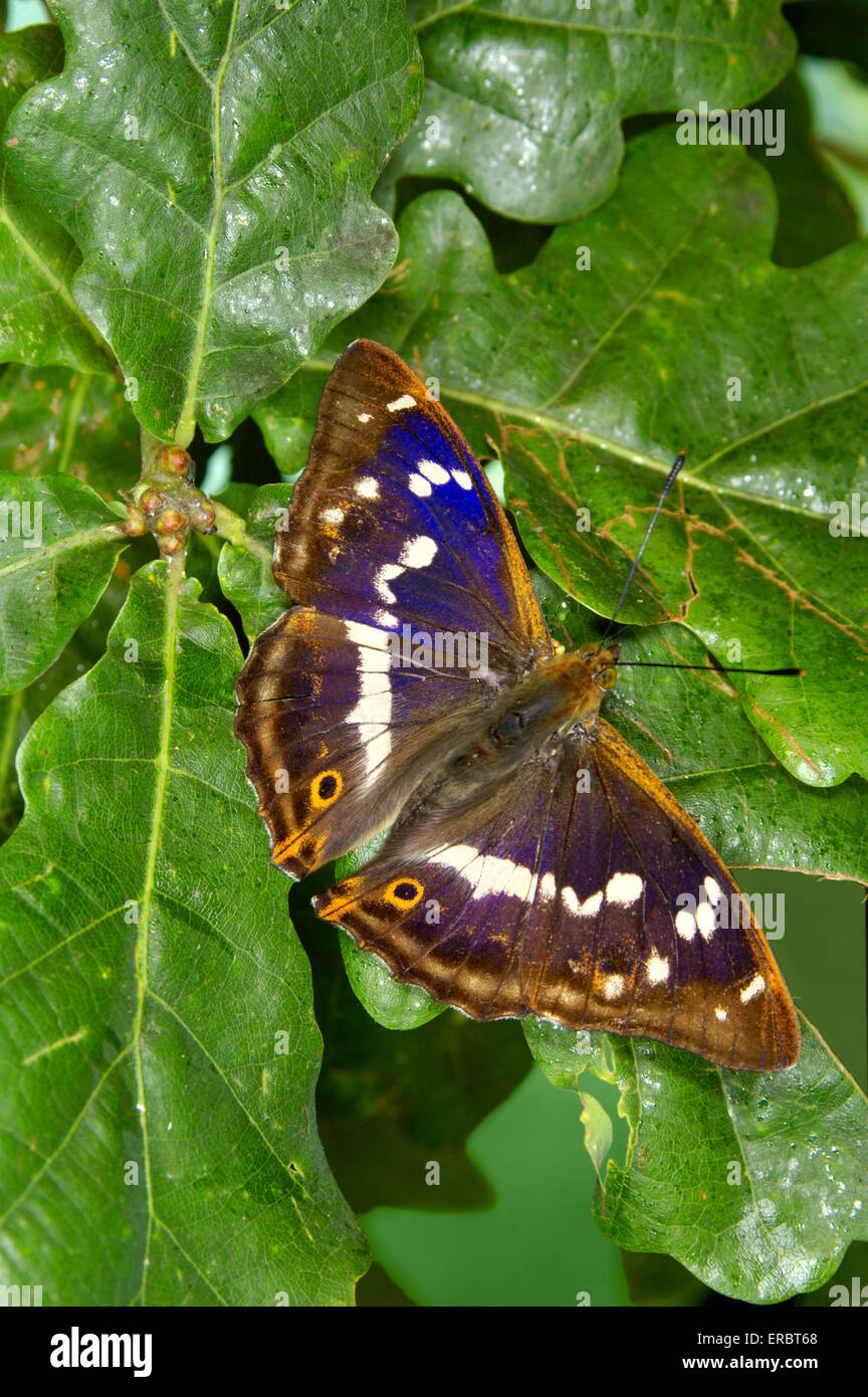 Purple Emperor - Apatura iris Stock Photo - Alamy