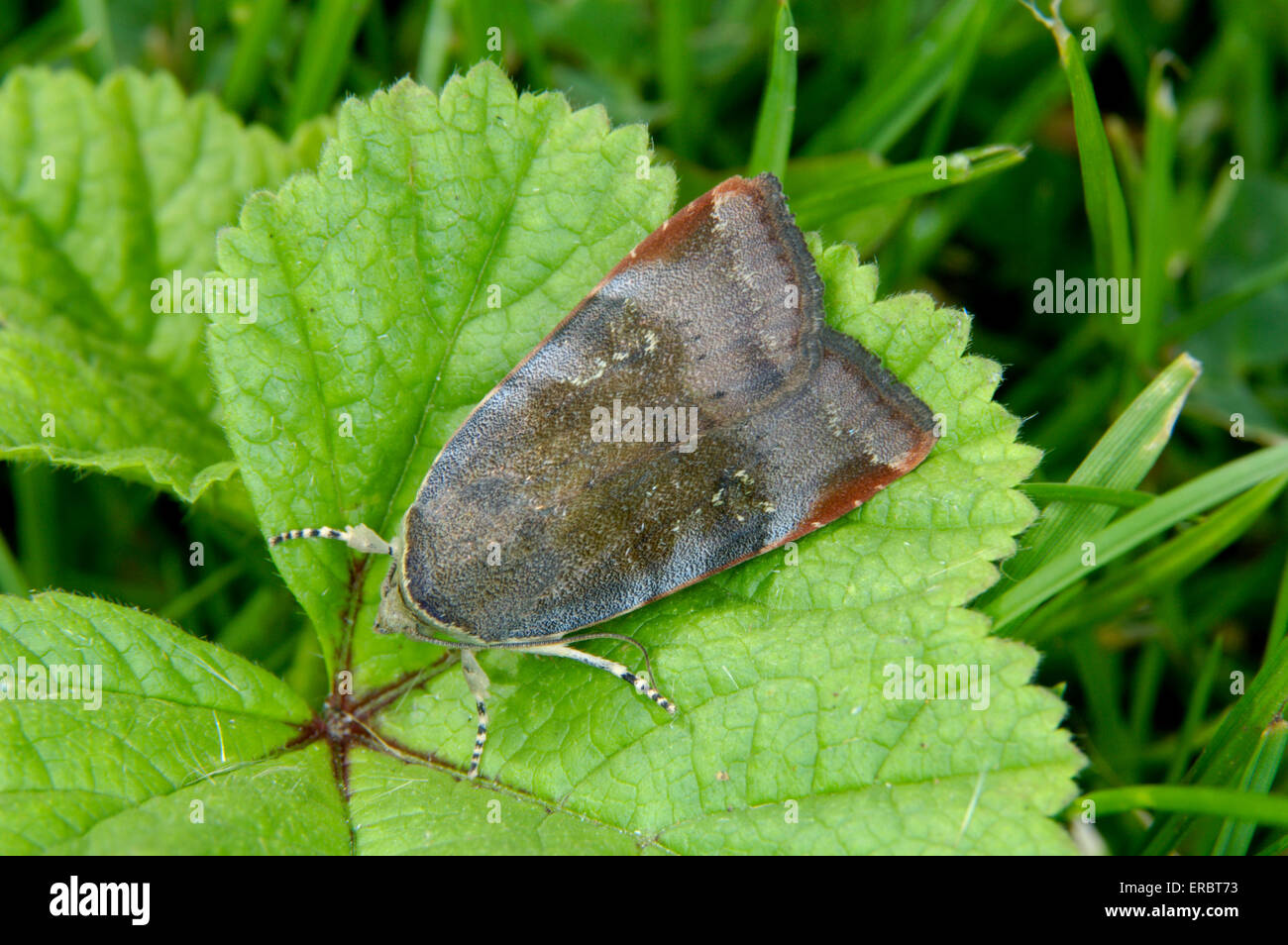Lesser Broad-bordered Yellow Underwing - Noctua janthe Stock Photo - Alamy