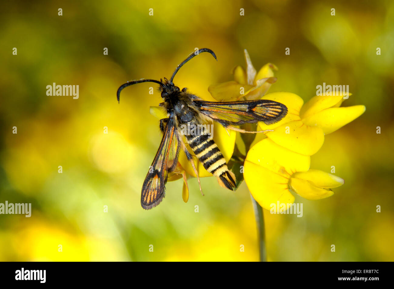 Six-belted Clearwing - Bembecia ichneumoniformis Stock Photo - Alamy