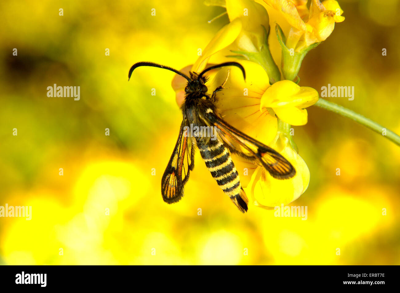 Six belted clearwing hi-res stock photography and images - Alamy