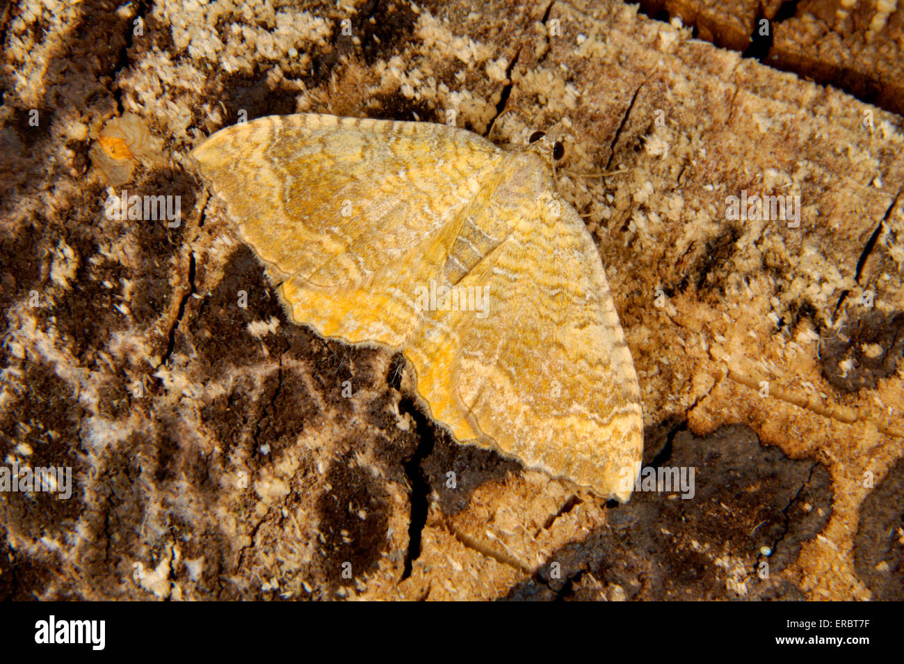 Yellow shell moth hi-res stock photography and images - Alamy