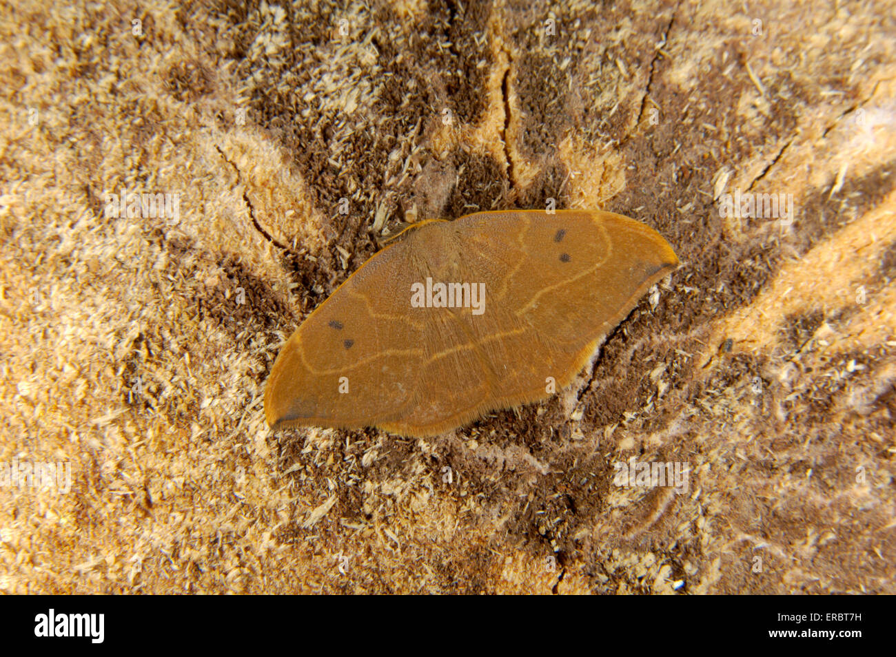 Oak Hook-tip - Watsonalla binaria Stock Photo - Alamy