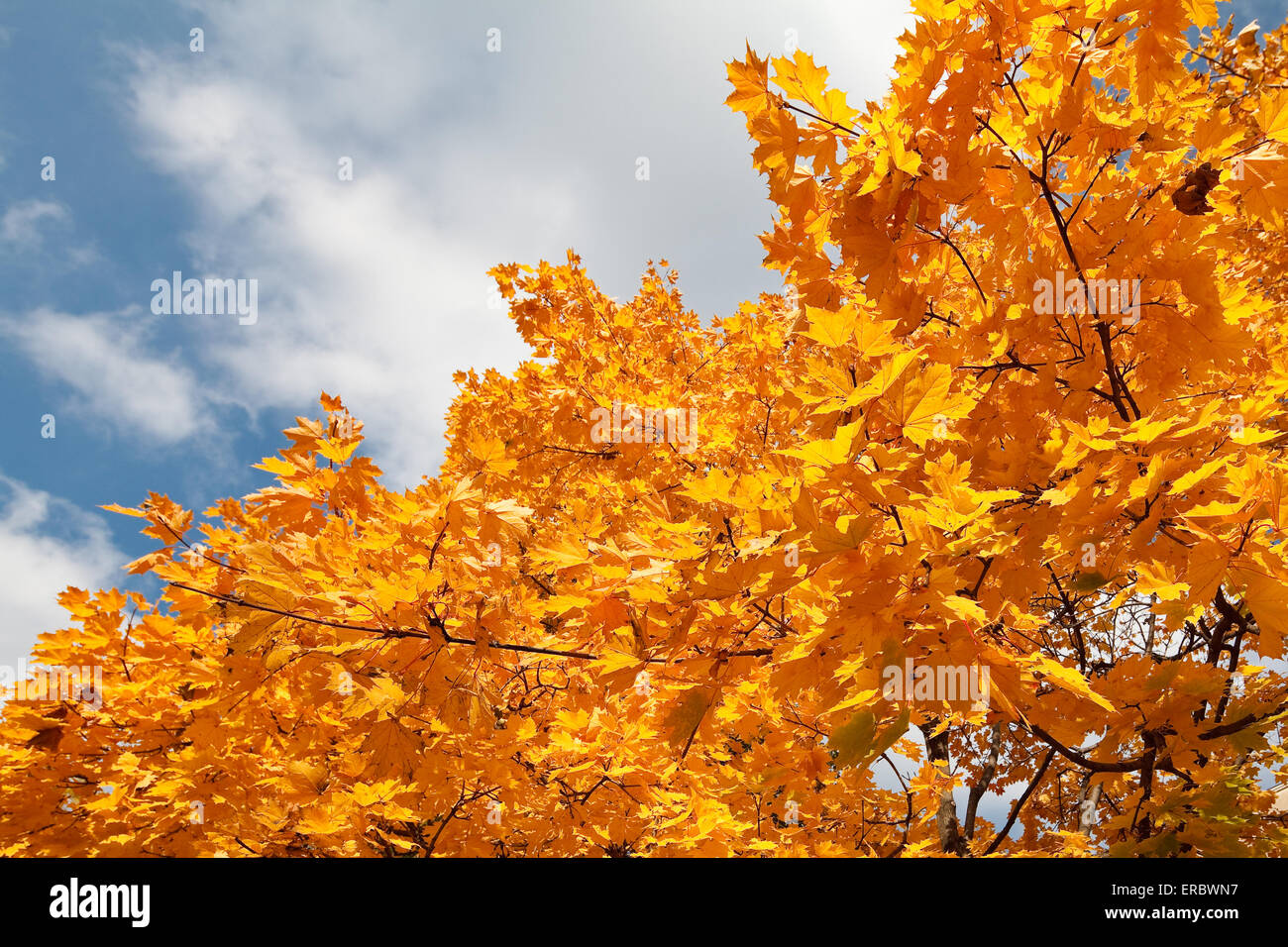 Golden color maple tree Stock Photo - Alamy