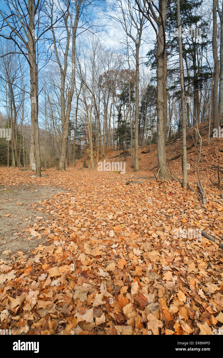 Late fall foliage hi-res stock photography and images - Alamy