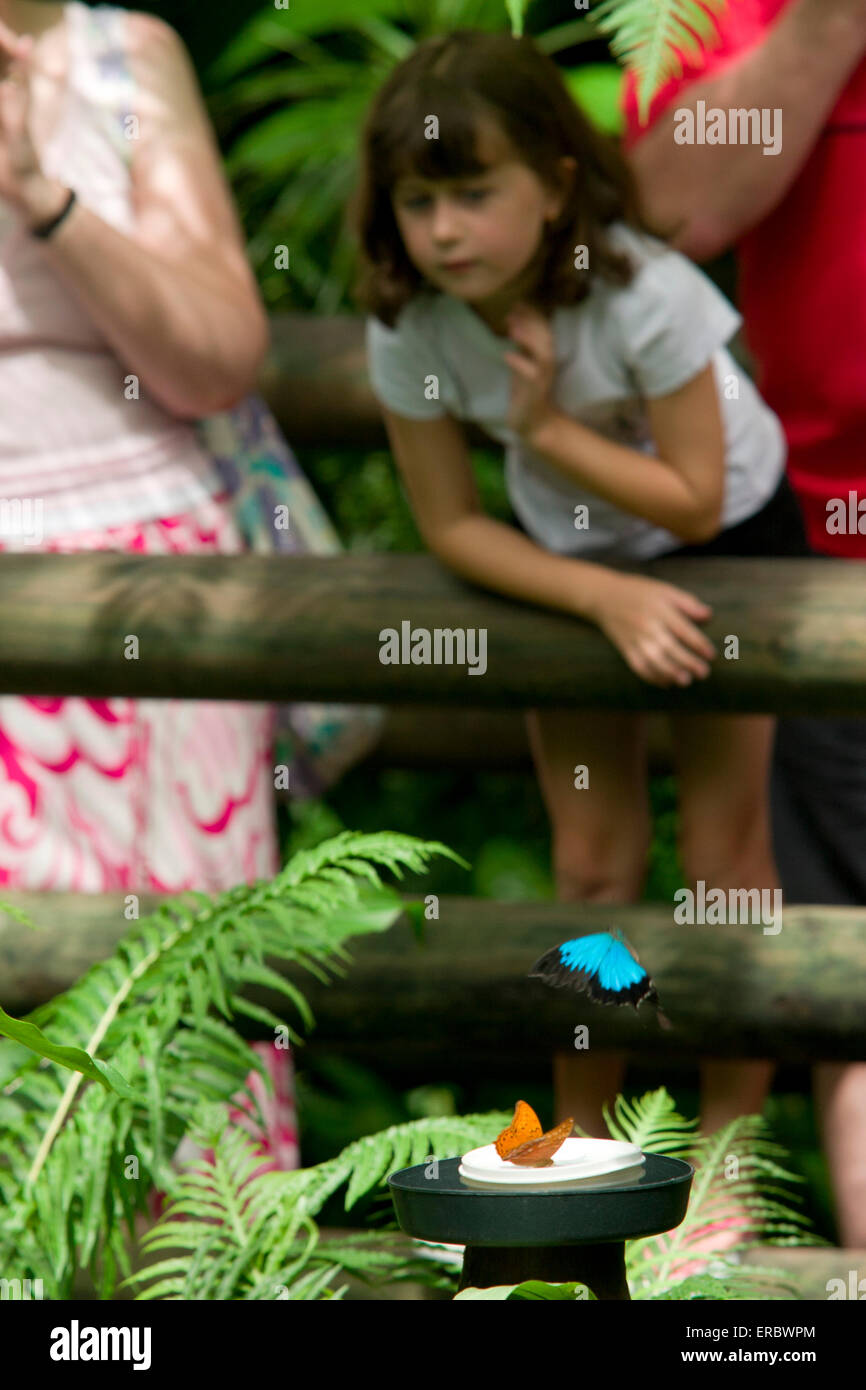A young girl looks for butterflies at the Australian Butterfly ...