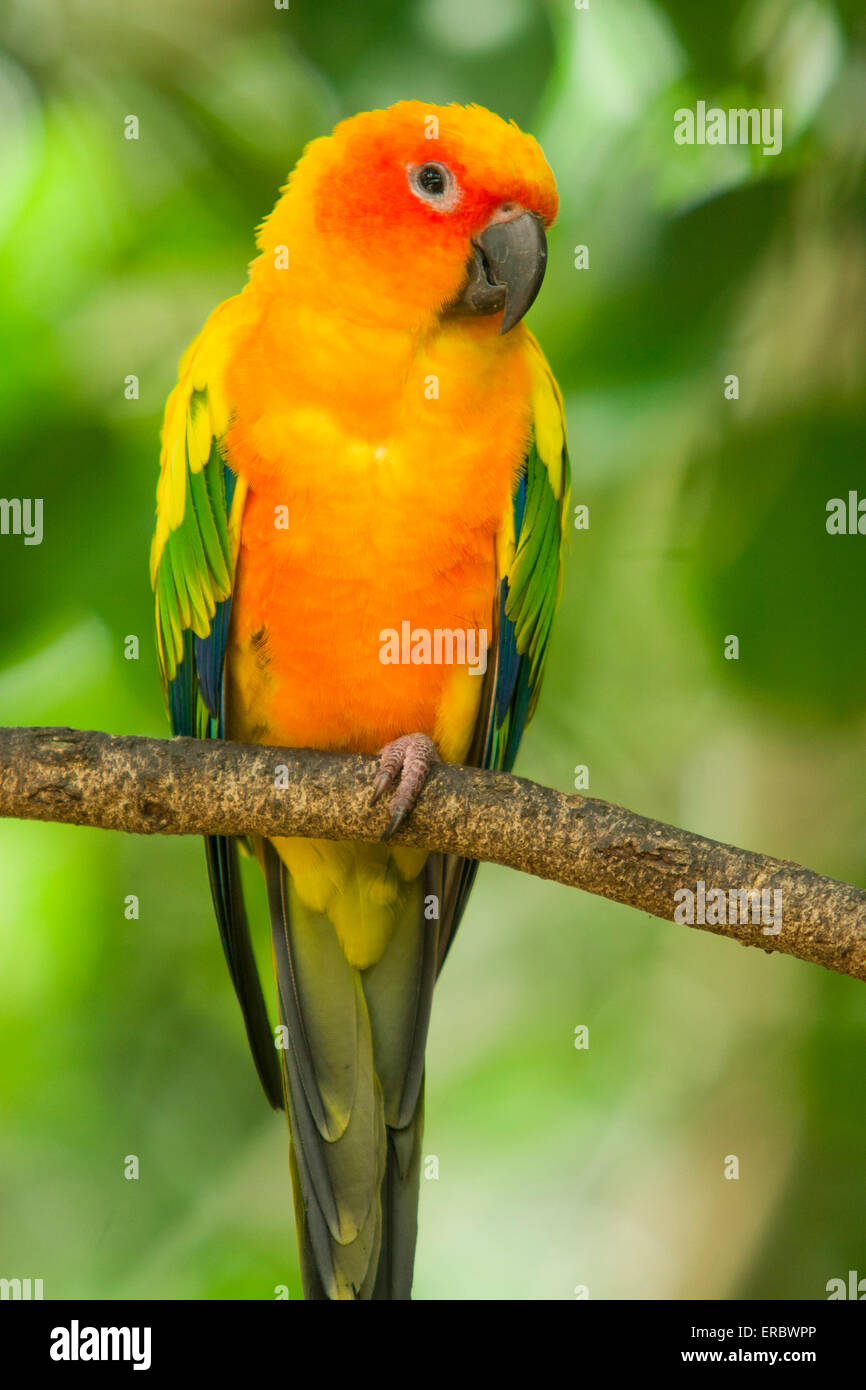 The Sun Parakeet or Sun Conure (Aratinga solstitialis) on display at ...