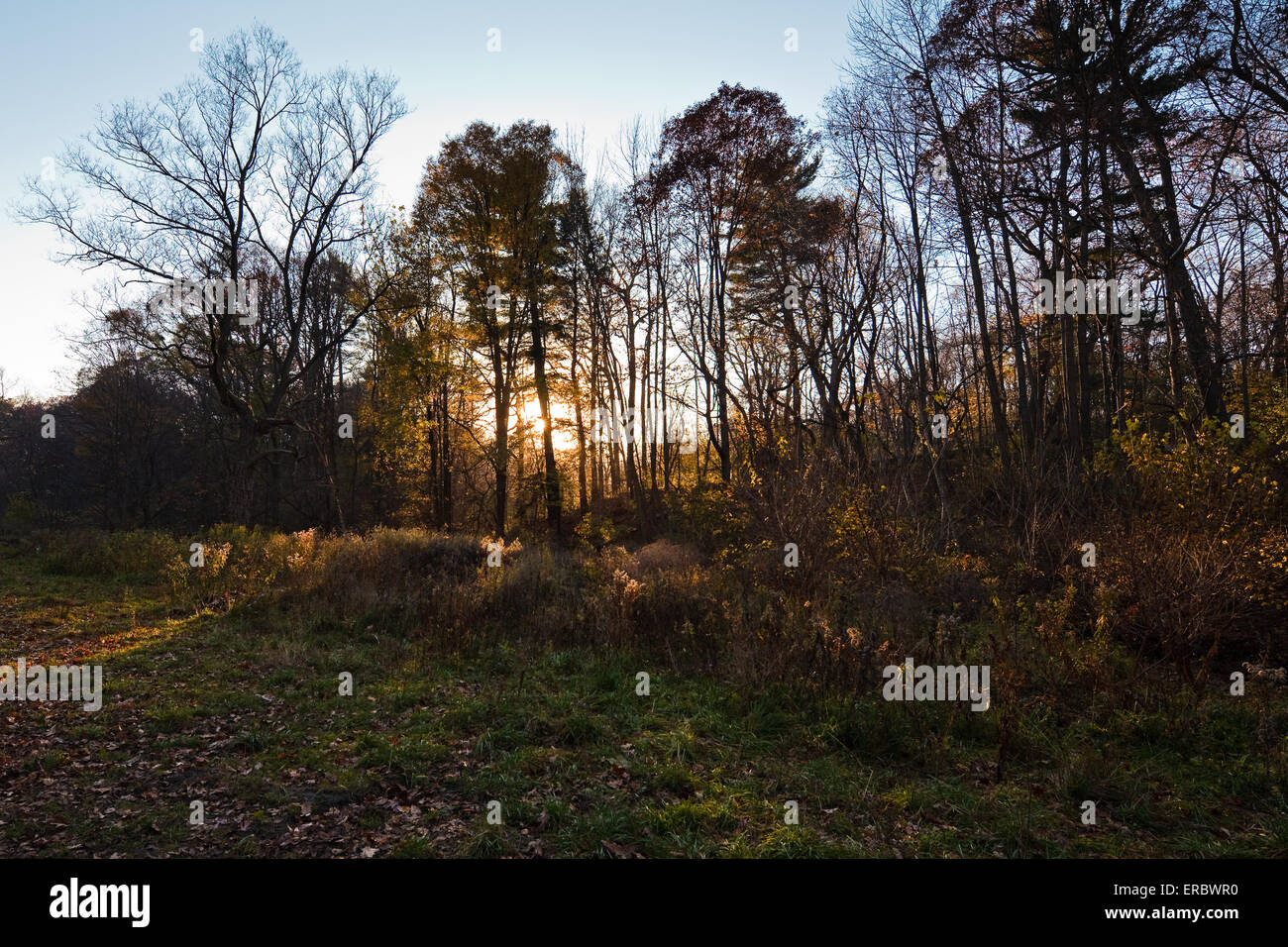 Sun going down behind trees hi-res stock photography and images - Alamy