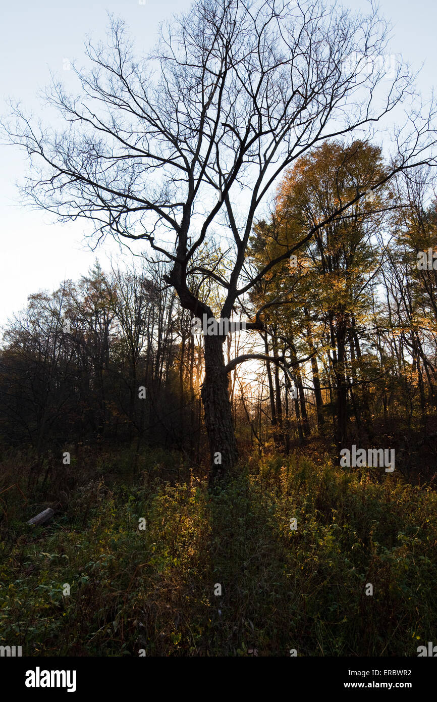 Sun going down behind trees in the forest, late fall Stock Photo - Alamy