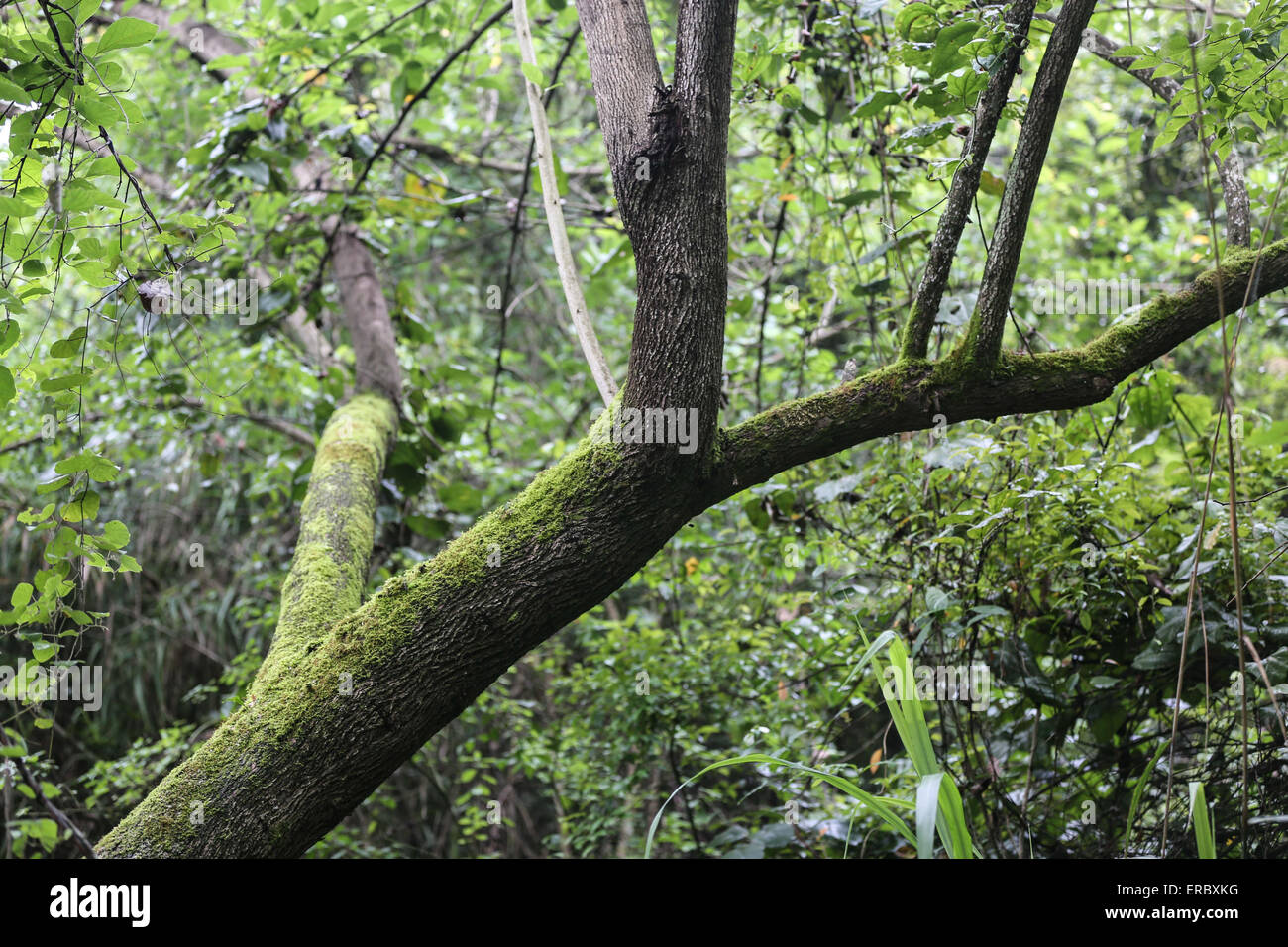Libo County. Guizhou China Stock Photo - Alamy