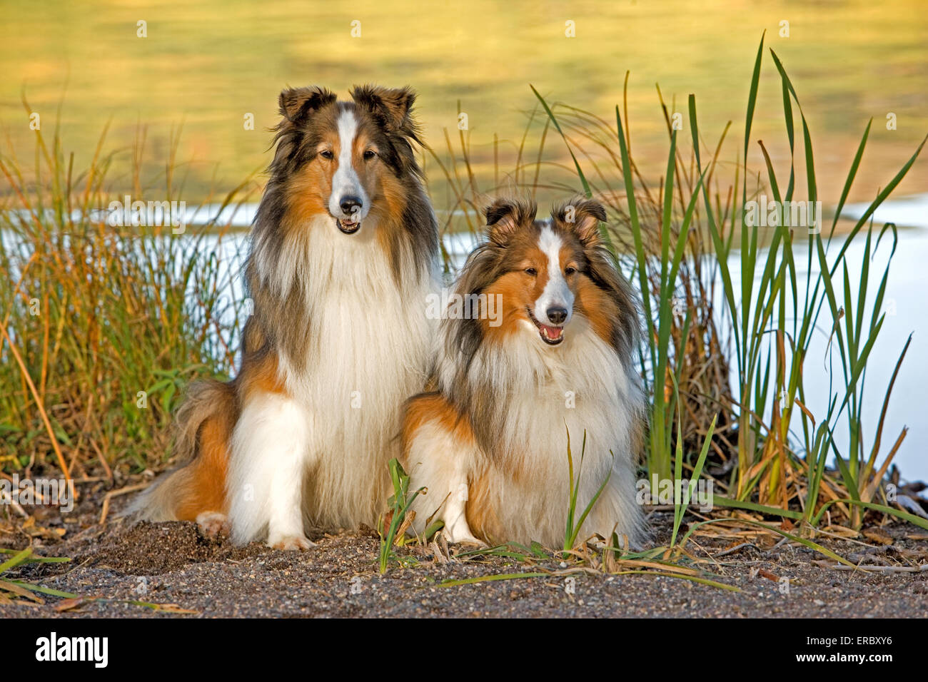 Sheepdogs hi-res stock photography and images - Alamy