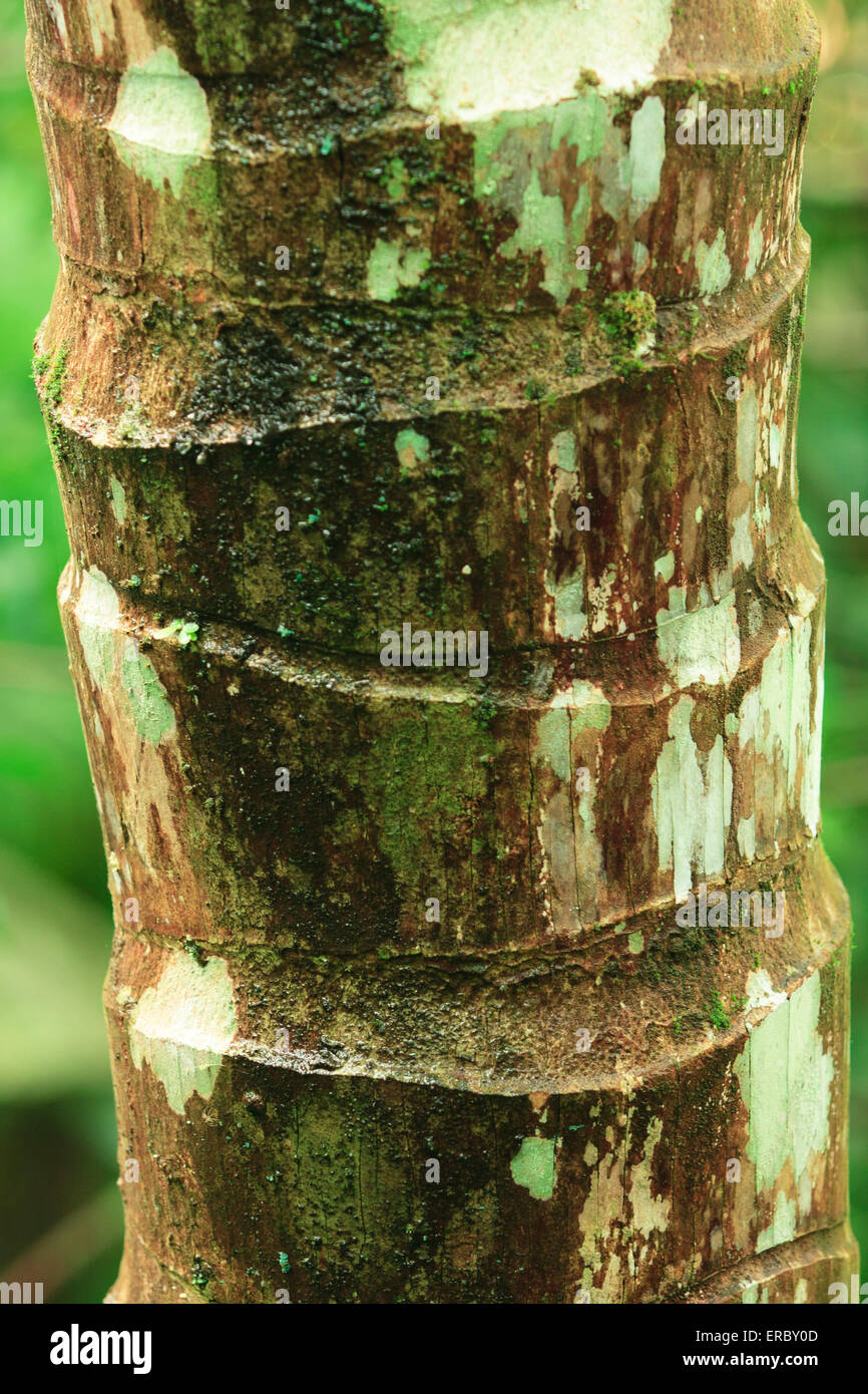 Camouflage like patterns on the trunk of a rainforest tree at the ...