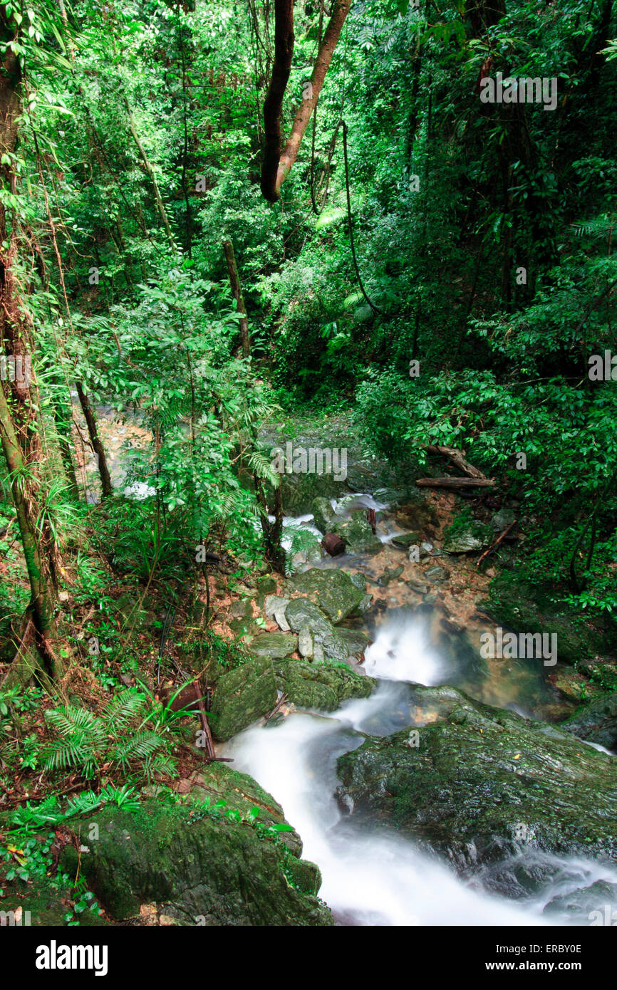 A beautiful waterfall stream in the grounds of the Daintree Eco Lodge ...