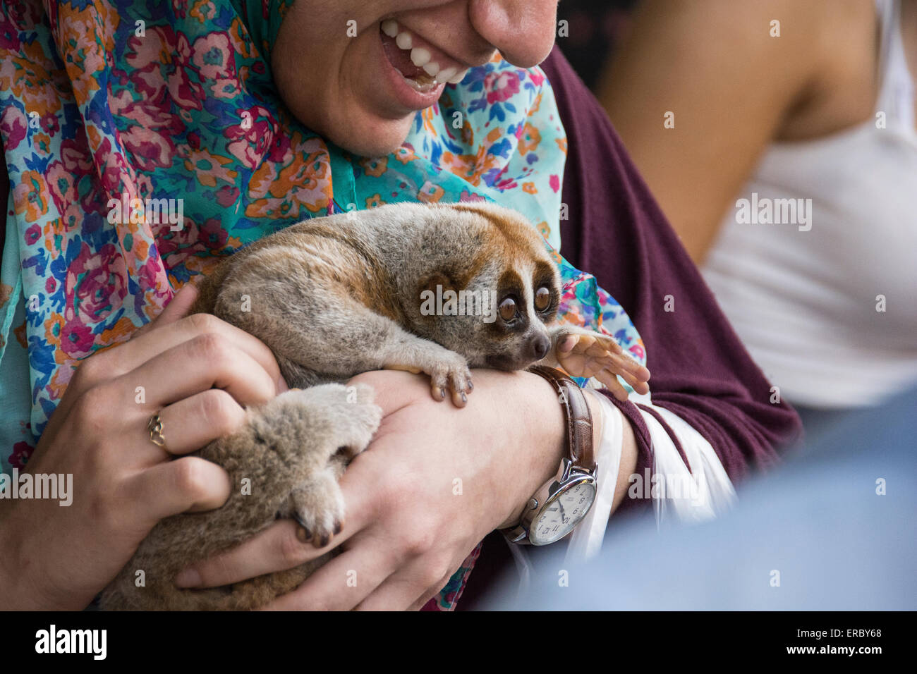 A smiling young woman cuddles with a lemur, Bangkok, Thailand Stock ...