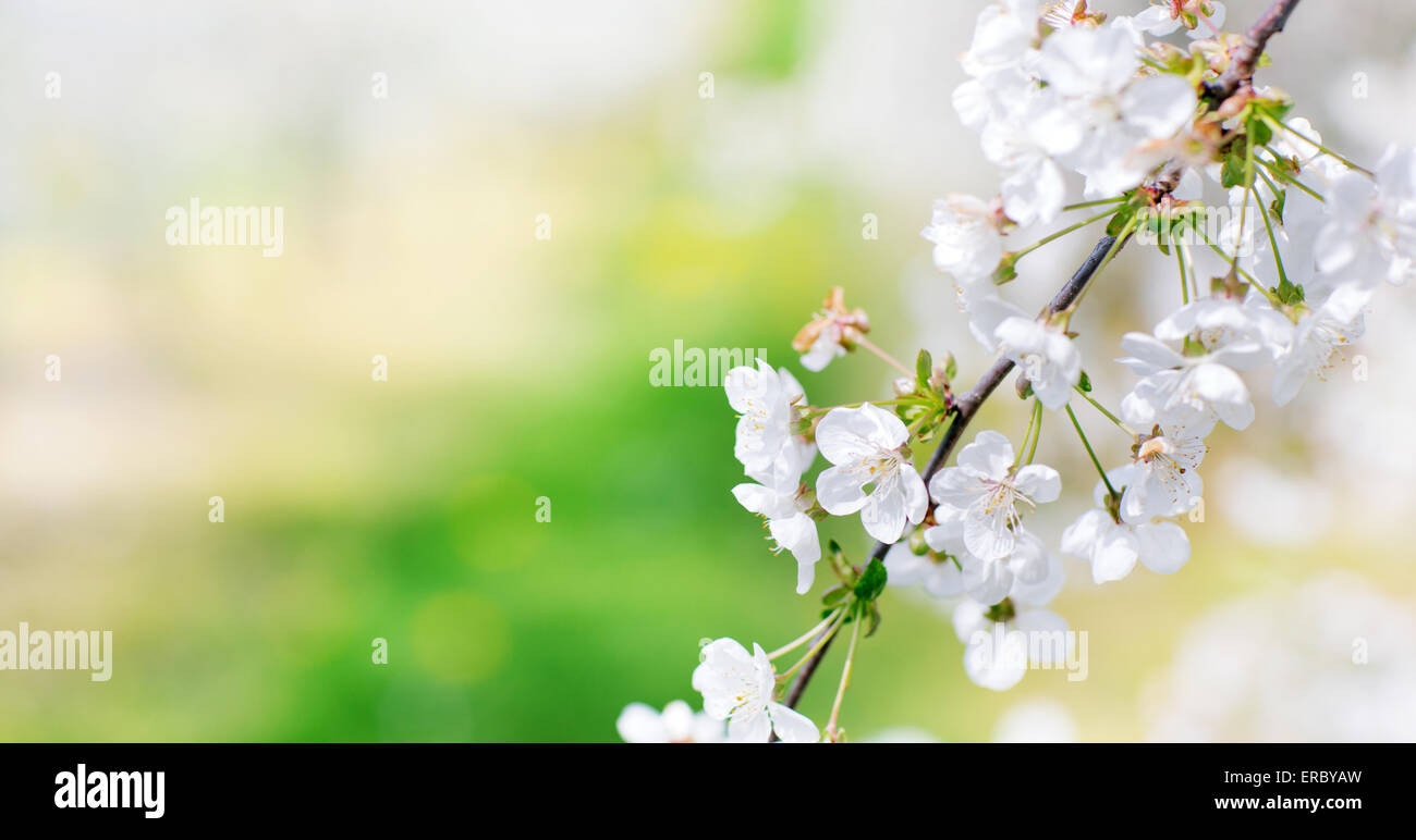 Tiny branch of fresh apple tree Stock Photo - Alamy