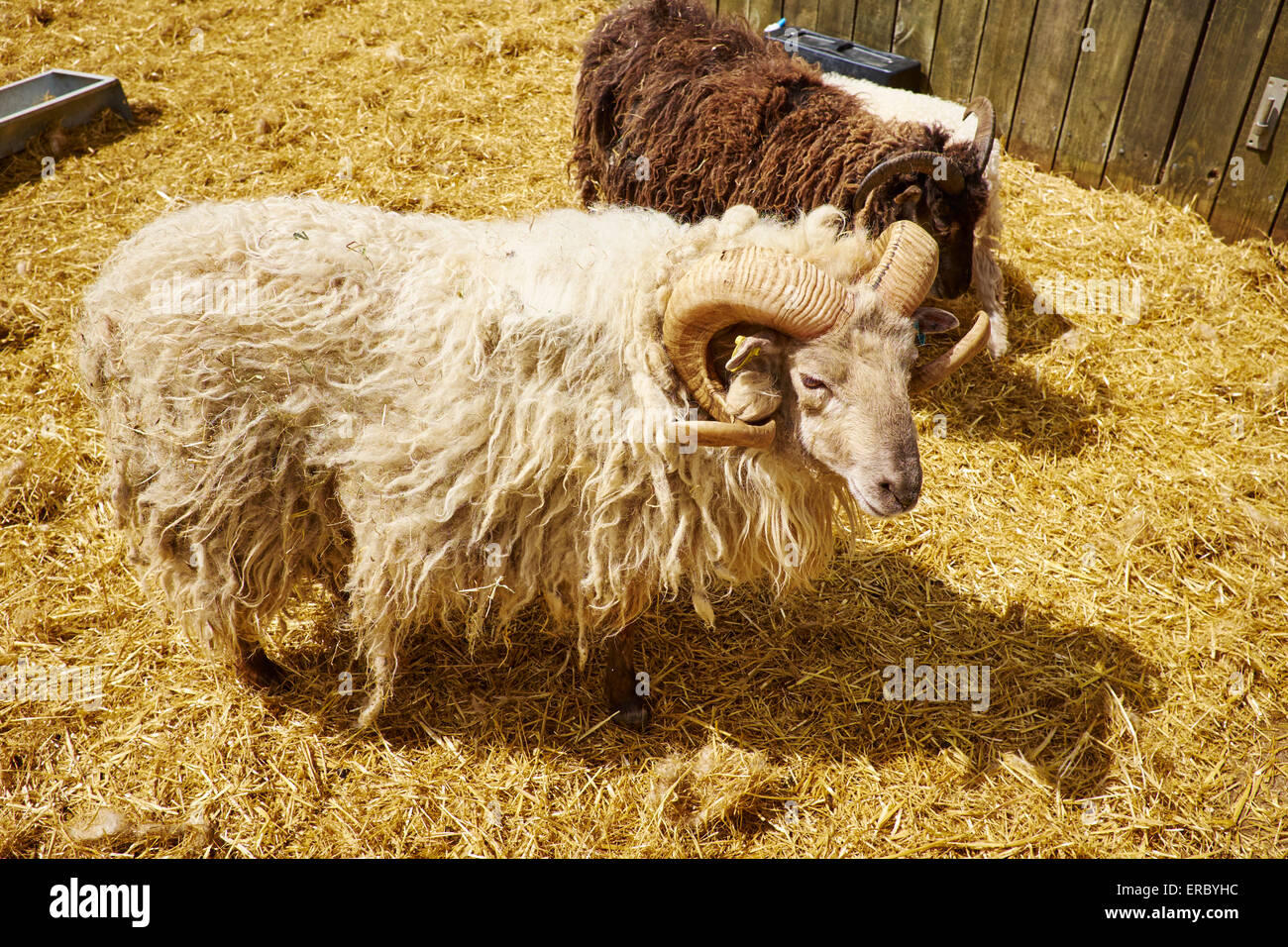 Cotswold sheep hi-res stock photography and images - Alamy