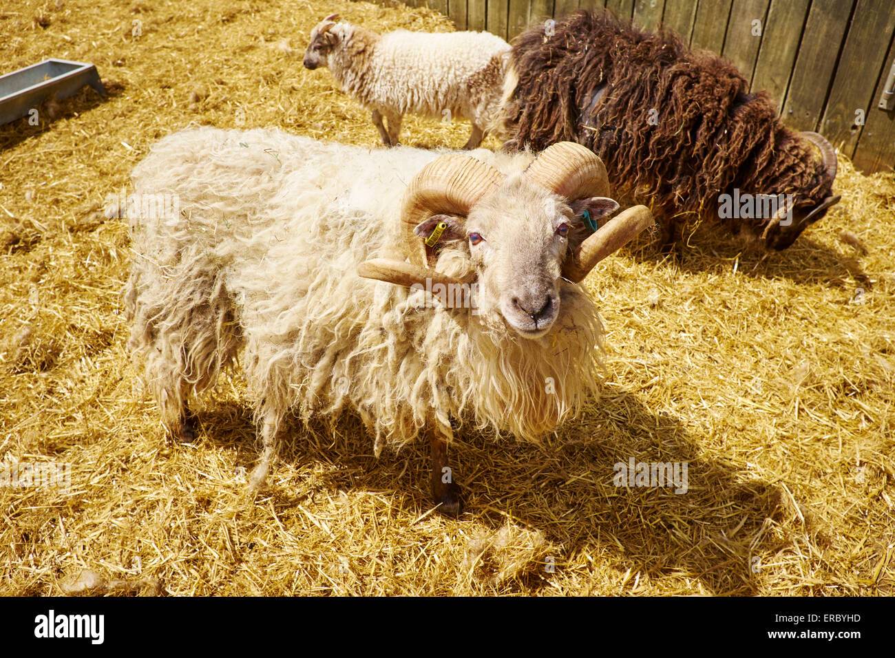 Boreray sheep cotswold farm park hi-res stock photography and images ...