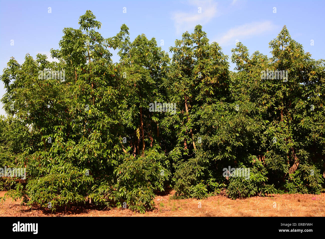 Avocado farm hi-res stock photography and images - Alamy