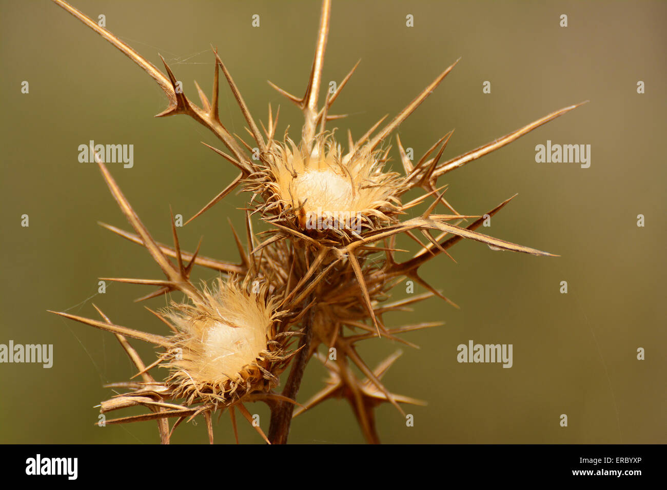 Thorn bush close up hi-res stock photography and images - Alamy