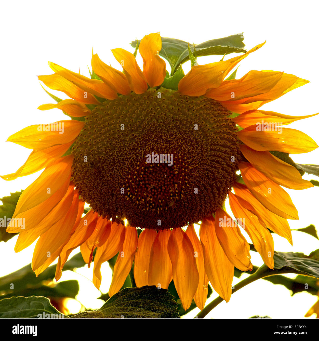 Petal of sunflower hi-res stock photography and images - Alamy