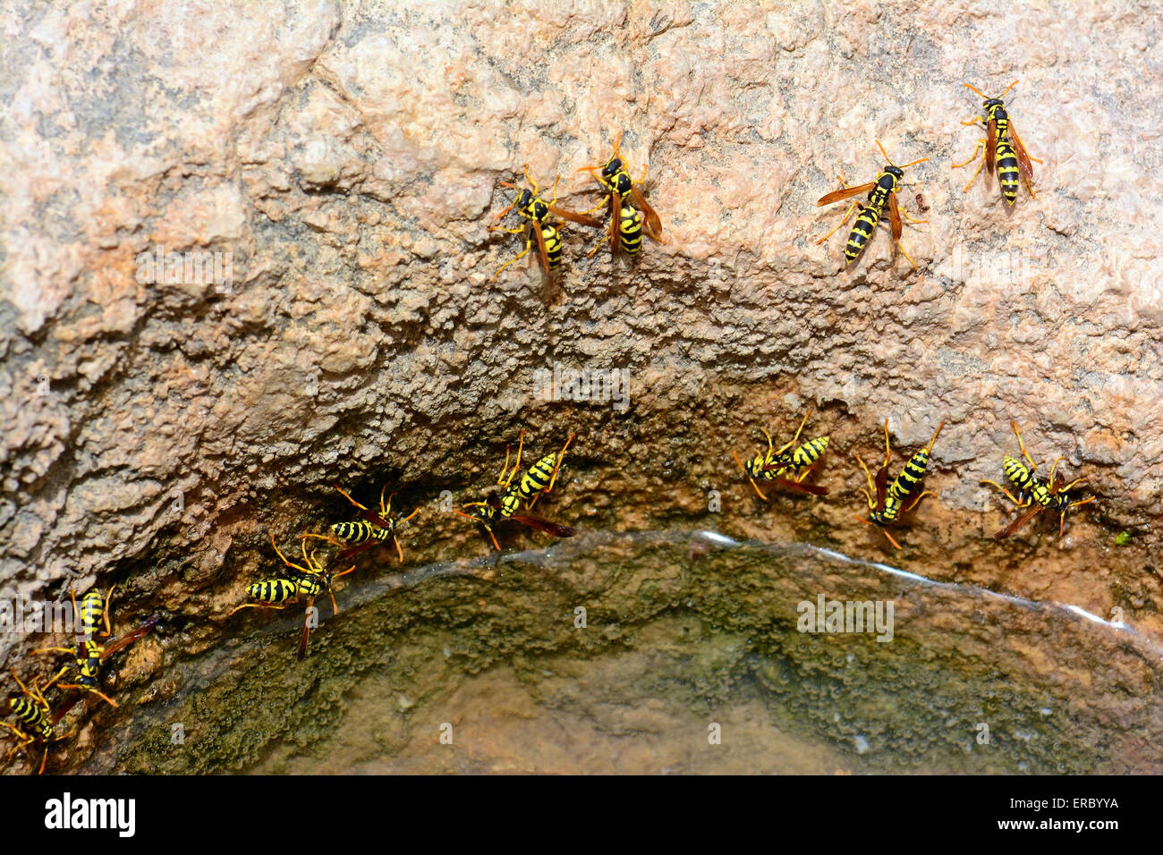Wasp drinking from a Water hole Stock Photo - Alamy