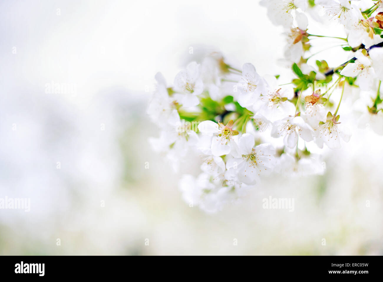 Beautiful fresh branch of spring apple tree Stock Photo - Alamy