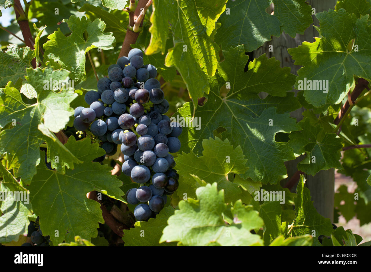 Syrah grape harvesting hi-res stock photography and images - Alamy