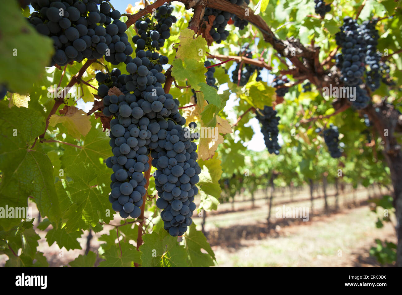 Red vines, Red wine orchard with ripe grapes in the sun Stock Photo - Alamy