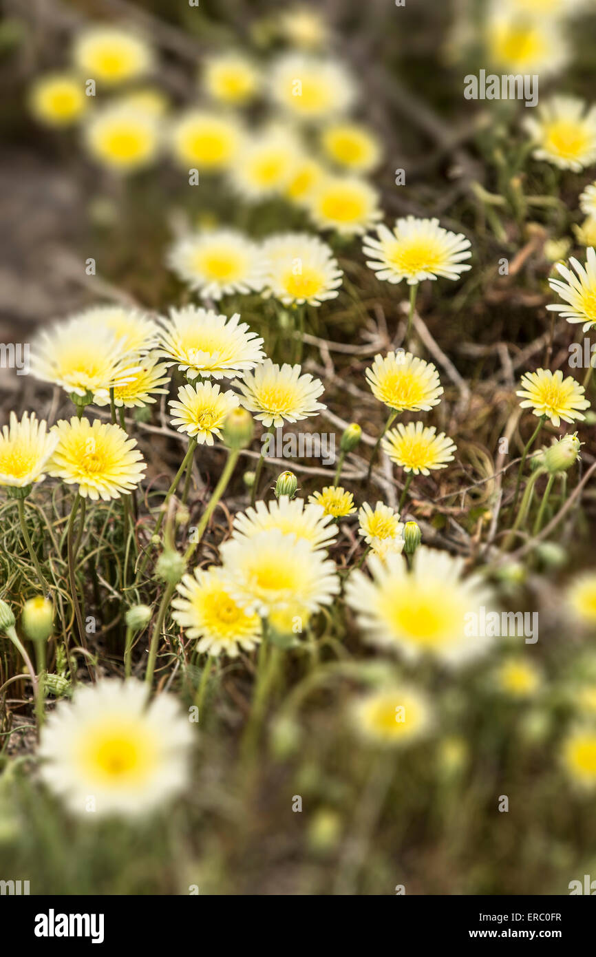 A group of yellow flowers with a section selectively focused Stock ...
