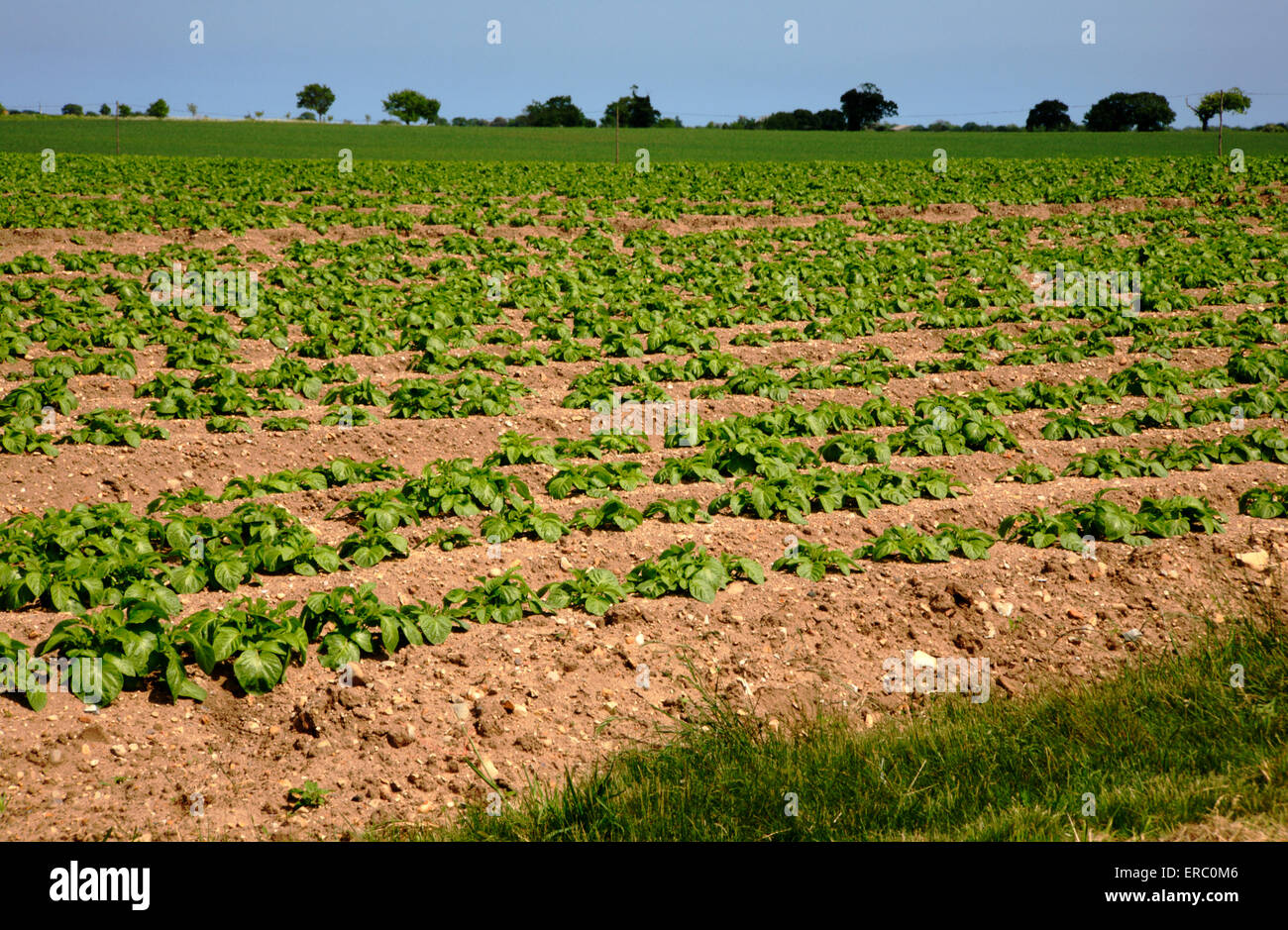 A maincrop of potatoes on a farm at Limpenhoe, Norfolk, England, United ...
