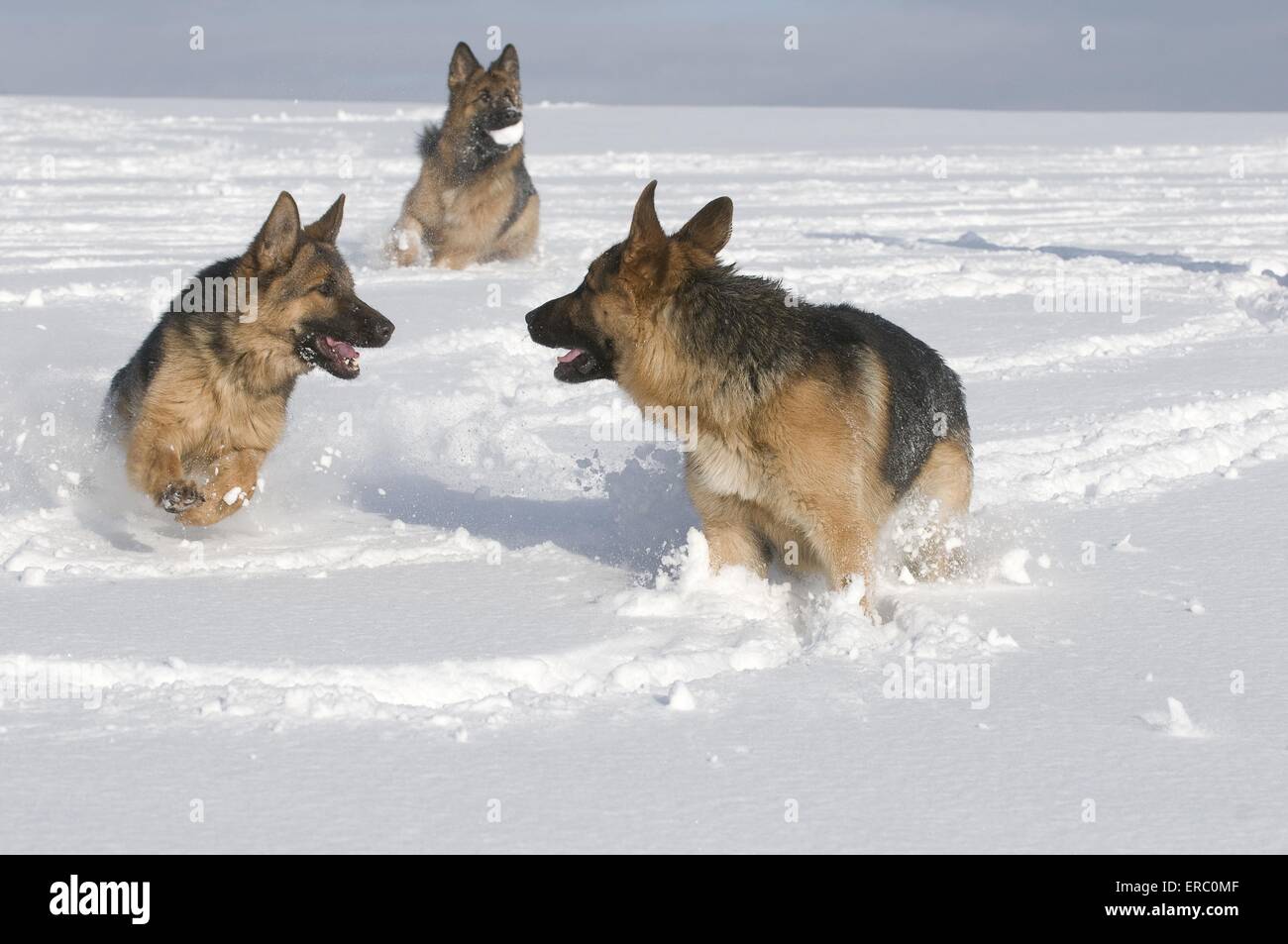 German shepherds hi-res stock photography and images - Alamy