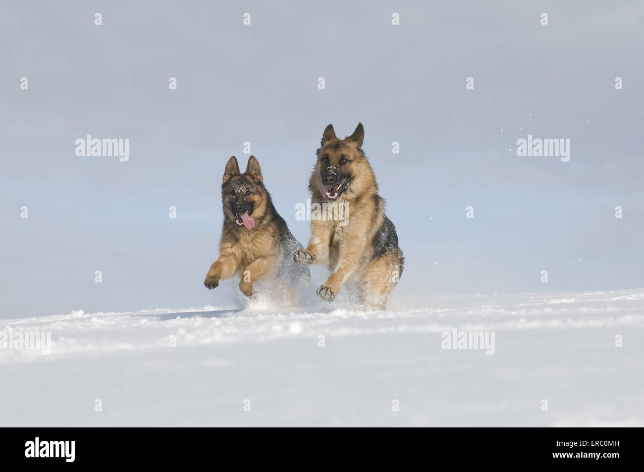 German Shepherds in snow Stock Photo - Alamy