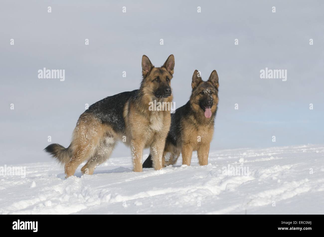 German Shepherds in snow Stock Photo - Alamy