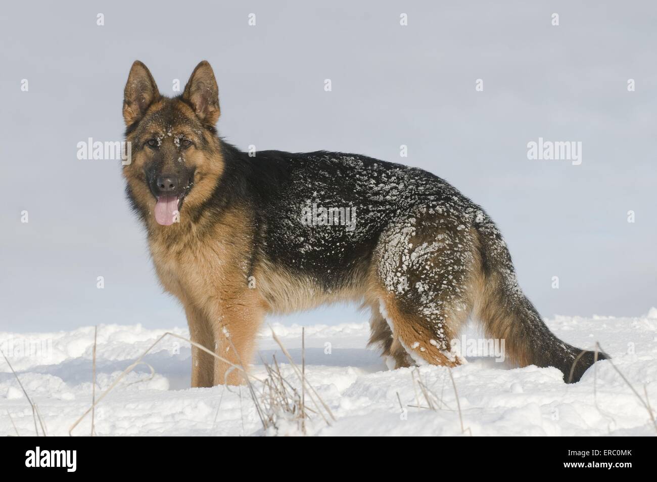 German Shepherd in snow Stock Photo - Alamy
