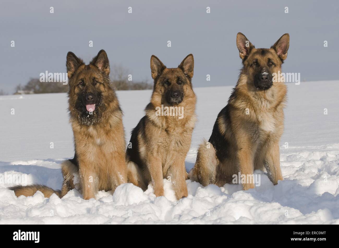 German Shepherds High Resolution Stock Photography and Images - Alamy