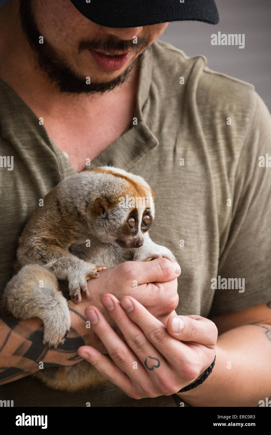 Young Lemur High Resolution Stock Photography and Images - Alamy