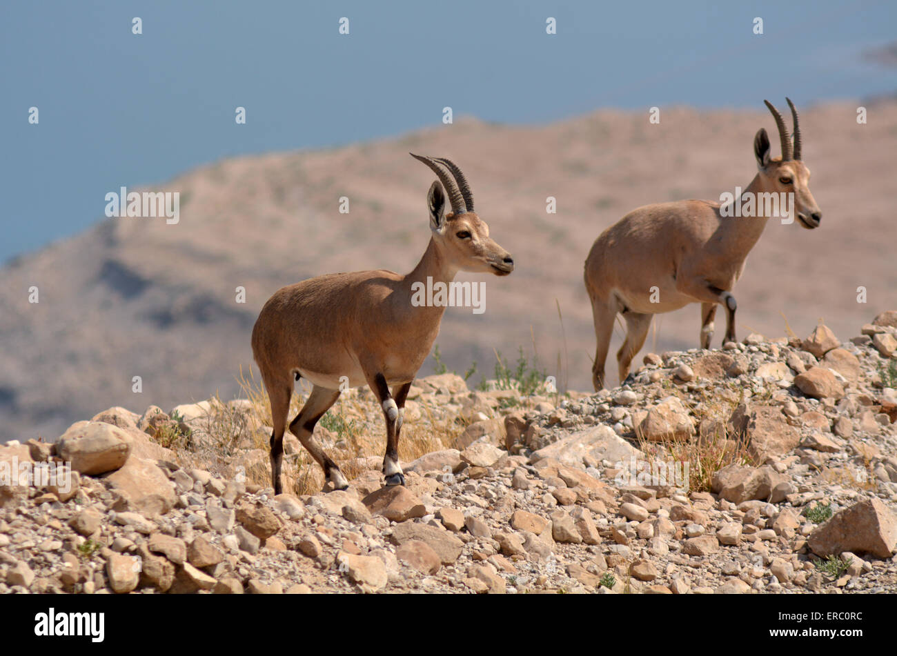 Goats Middle East Stock Photos & Goats Middle East Stock Images - Alamy