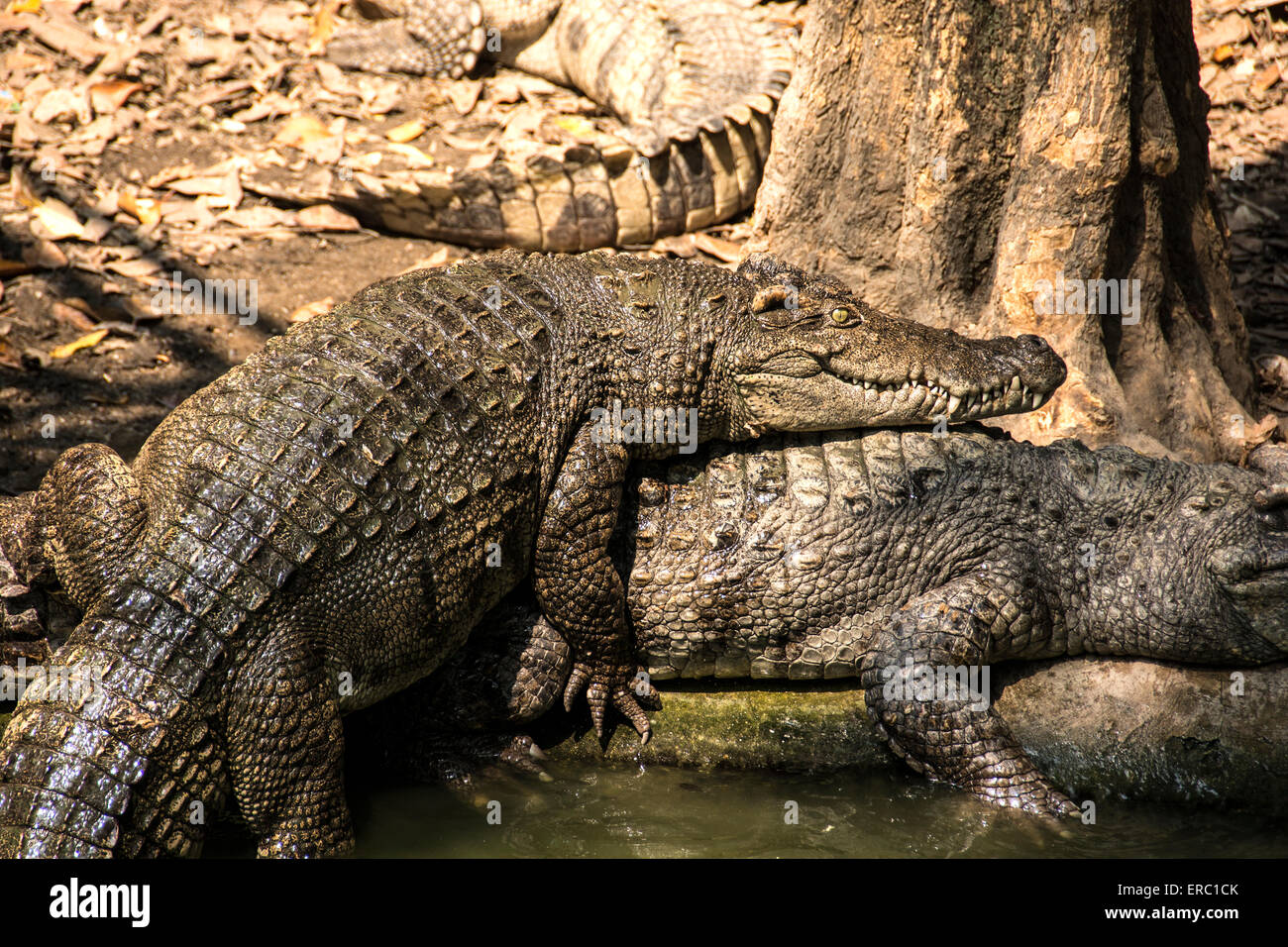 A crocodile climbing on top of another crocodile at the Tiger Zoo and ...