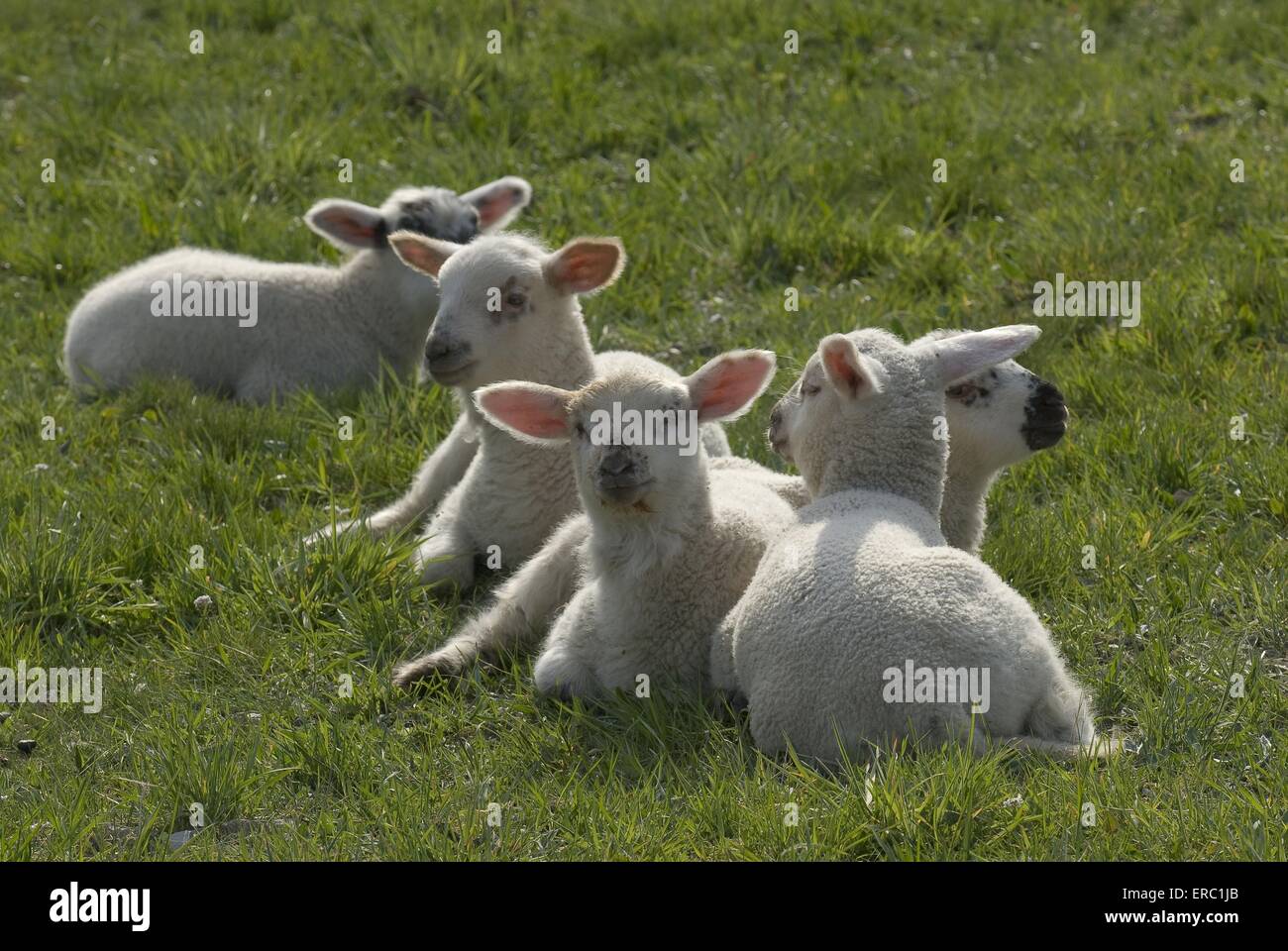 Four lambs hi-res stock photography and images - Alamy