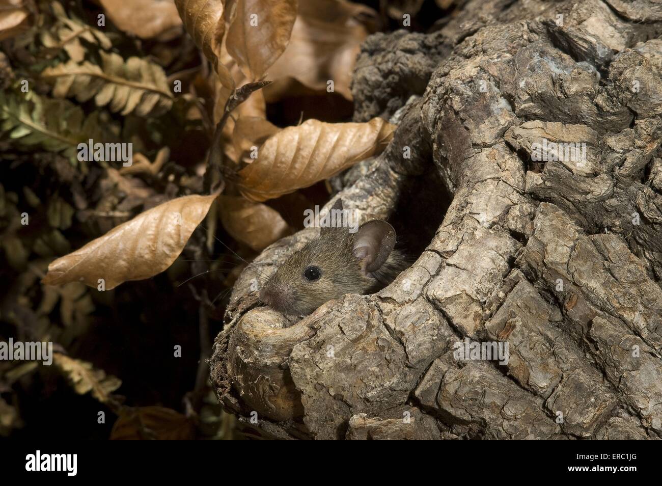 Brown mouse hi-res stock photography and images - Alamy