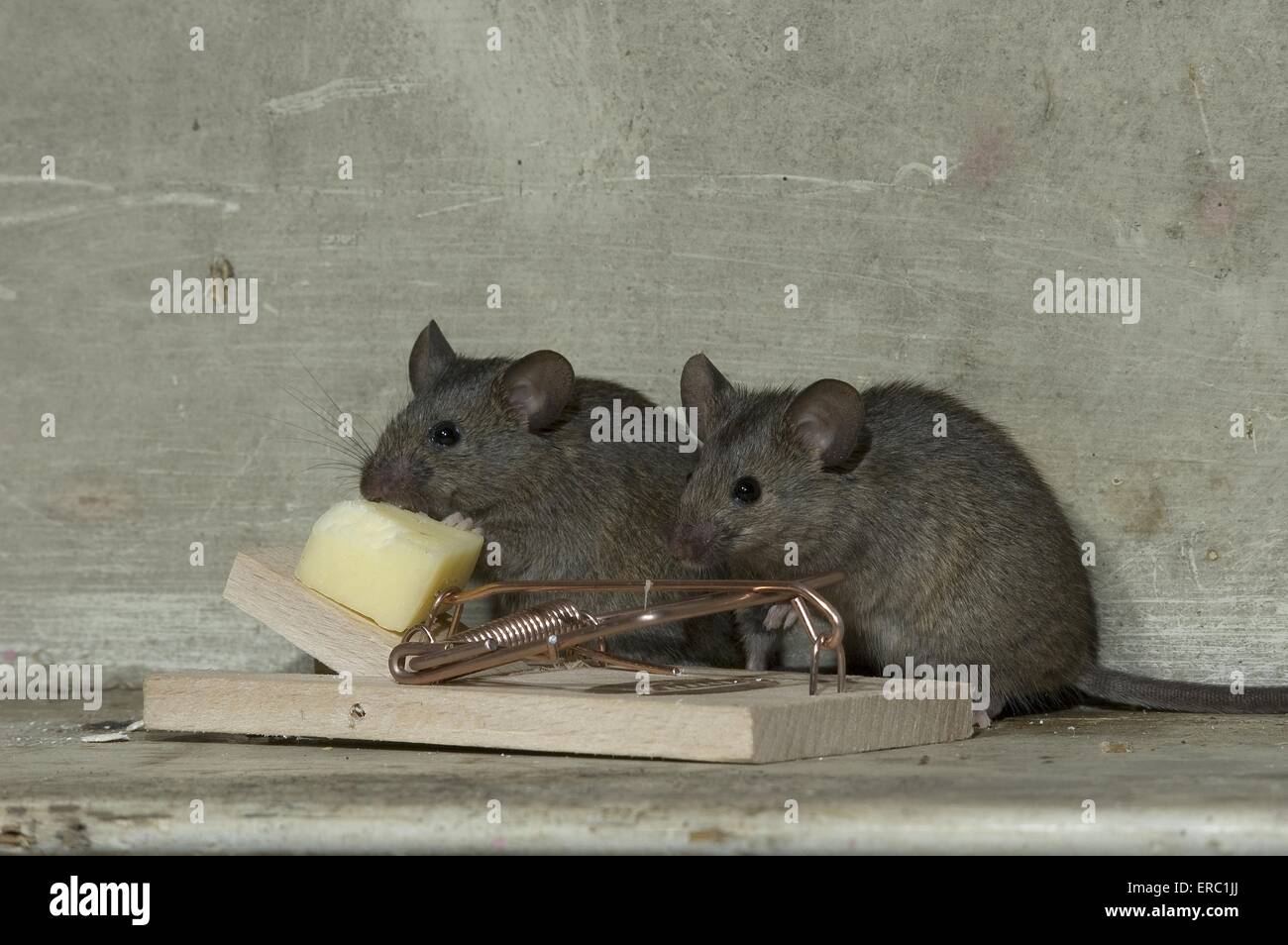Eats mice hi-res stock photography and images - Alamy