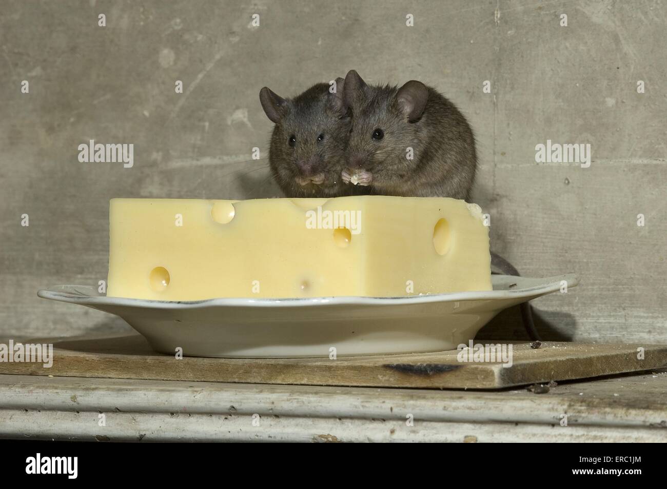 House mice hi-res stock photography and images - Alamy