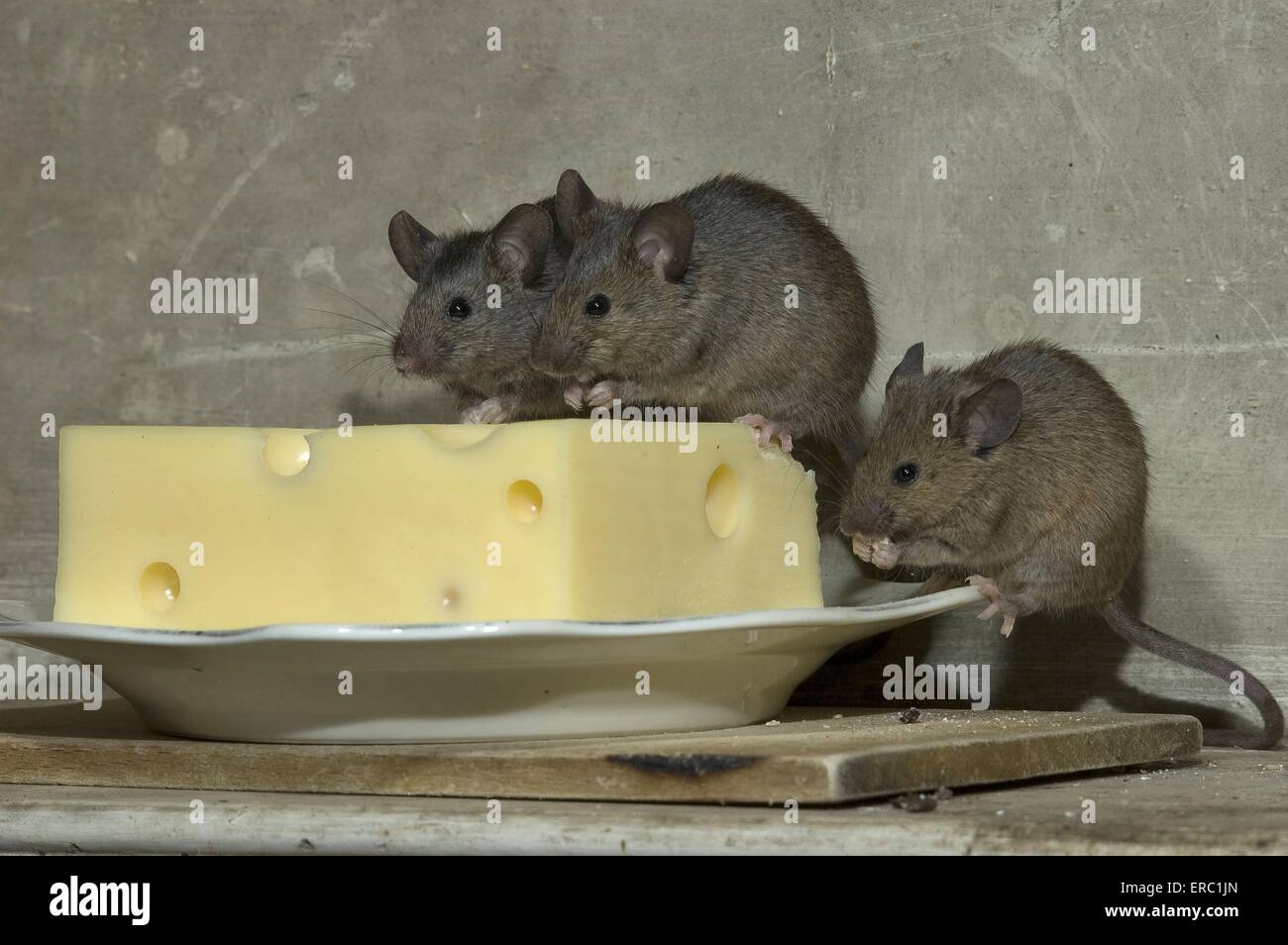 brown house mice Stock Photo - Alamy