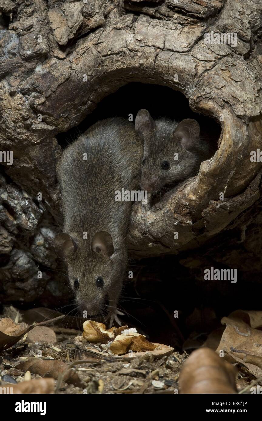 brown house mice Stock Photo - Alamy
