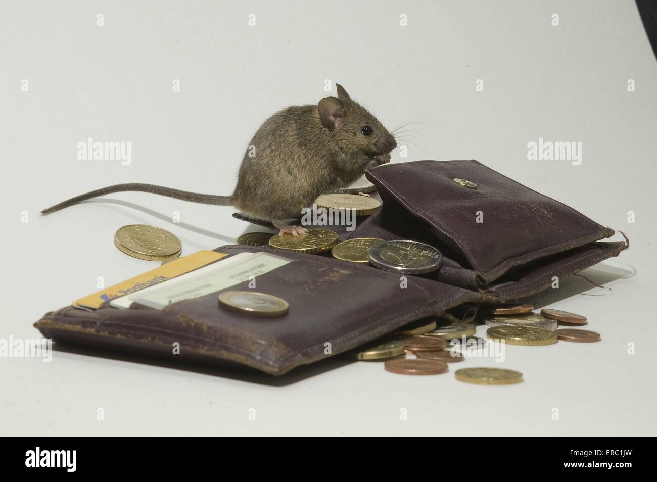Mouse profile view hi-res stock photography and images - Alamy