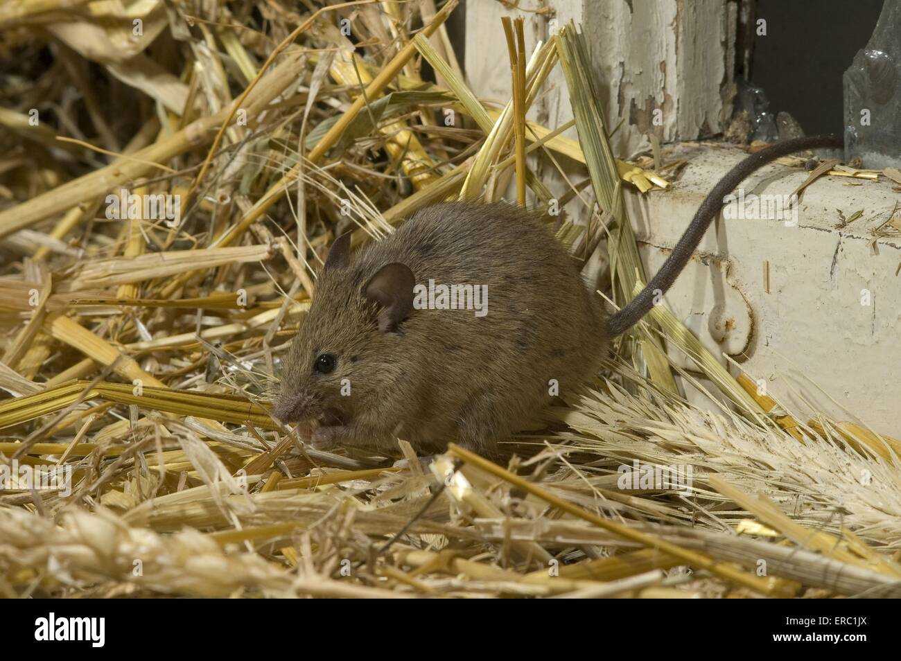 House Mouse High Resolution Stock Photography and Images - Alamy